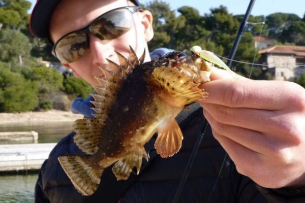 Les scorpénidés ou poissons-scorpions : la rascasse brune