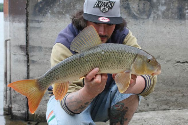 4 espèces de poissons atypiques qui peuplent les eaux du Québec et du ...
