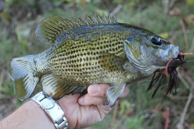 3 espèces de crapets à découvrir ou à redécouvrir lors d'un voyage de ...