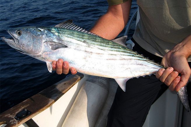 La bonite à dos rayé, dite pélamide