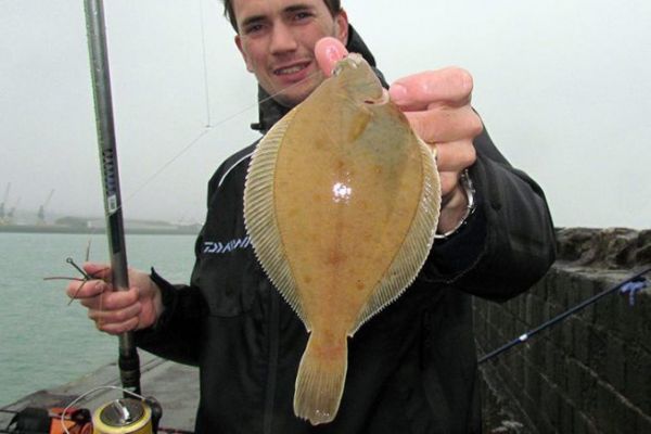 La limande, un poisson plat rarement solitaire