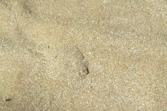 Le rombou, un poisson plat qui excelle dans l'art du camouflage