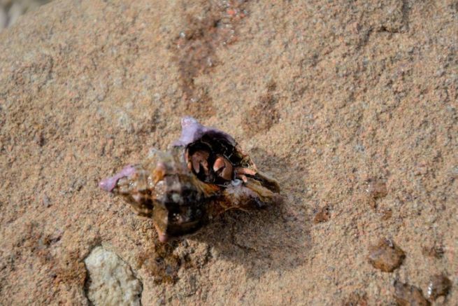 Le bernard l'ermite, un appât facile à trouver qui intéresse de ...