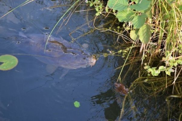 La virémie printanière de la carpe, une maladie à prendre au sérieux