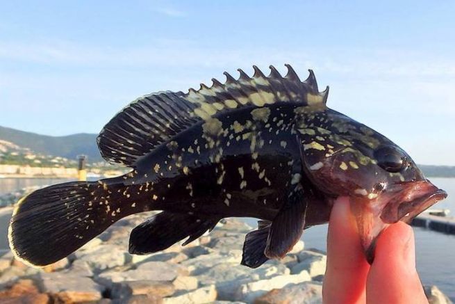 Le mérou brun, poisson emblématique et protégé qu'il faut connaître et ...