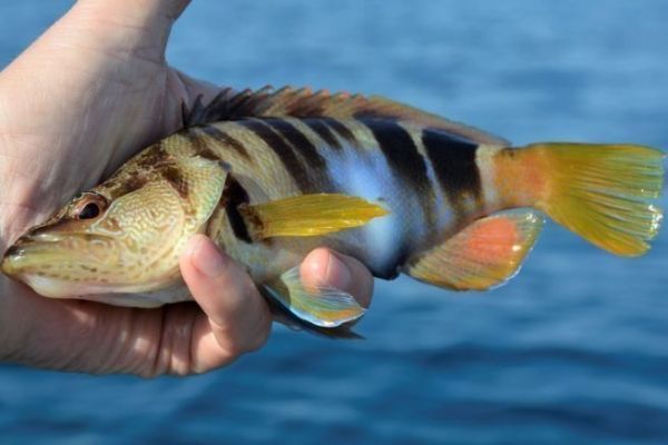 Le serran écriture, une espèce commune sur la côte méditerranéenne