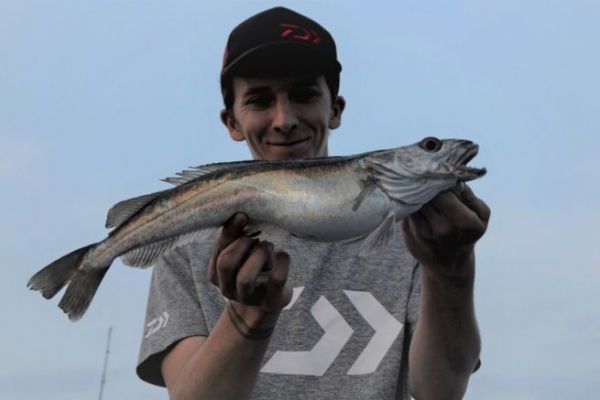 Le merlu commun, un des poissons des grands fonds à découvrir