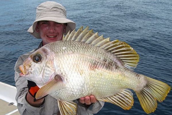 L'empereur tatoué, poisson rond à gros yeux à pêcher en profondeur