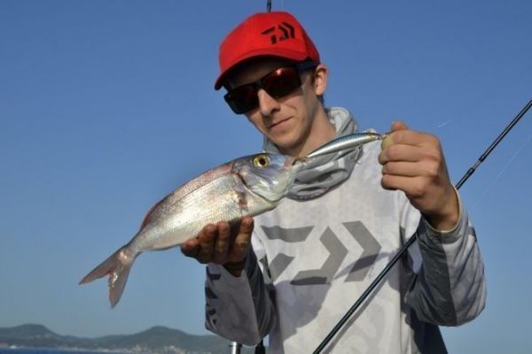 Pageot commun, une espèce à ne pas confondre avec le pageot acarné