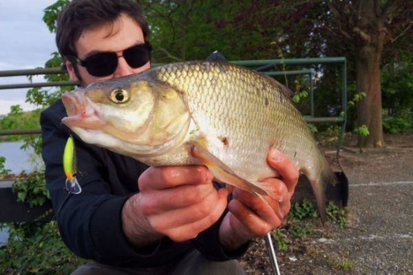 Pêcher l'ide mélanote au leurre, un poisson sportif à découvrir