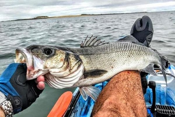 Pêche de loisir, ébauche de ce que pourrait être la réglementation 2025