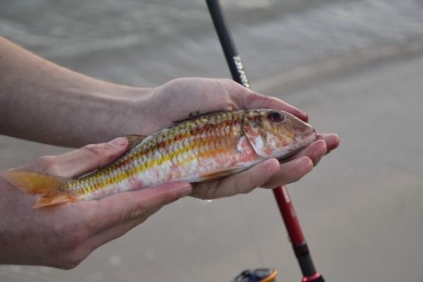 Le rouget-barbet de roche, un poisson coloré et très recherché