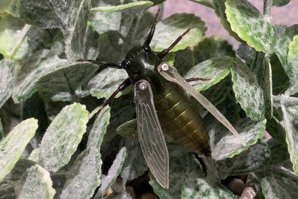 Jackson Namazemi, un insecte flottant plus vrai que nature