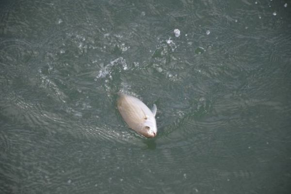 La pêche de la saupe : techniques, matériel et conseils pour réussir