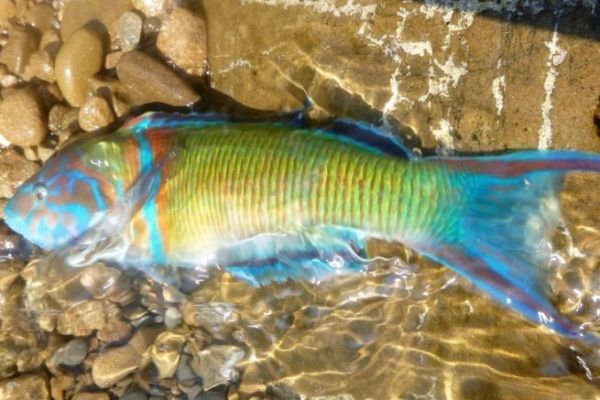 La girelle paon, un très joli poisson coloré de Méditerranée
