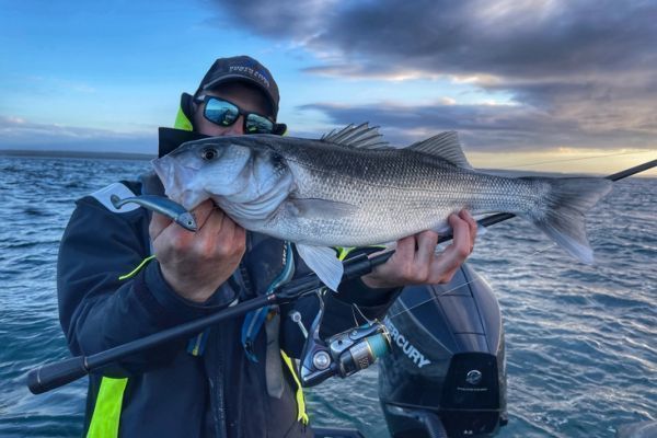 Tout savoir sur les shads pour la pêche des prédateurs en mer
