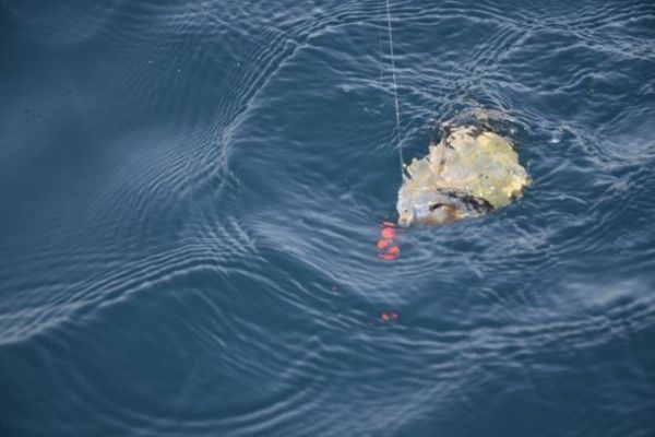 Pêcher le sar du bord en Méditerranée, techniques et conseils