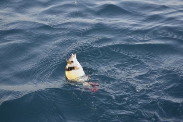 Quels sont les meilleurs appâts pour pêcher le sar en Méditerranée