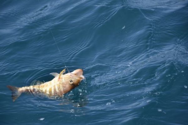 Pêcher les poissons de roche en méditerranée, appâts et astuces