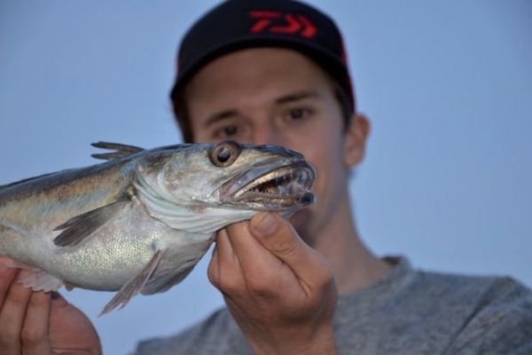 Pêche du merlu, appâts et conseils pour le cibler en profondeur