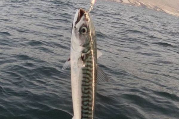 Pêche du maquereau, nouveau quota de 10 poissons par jour et par pêcheur