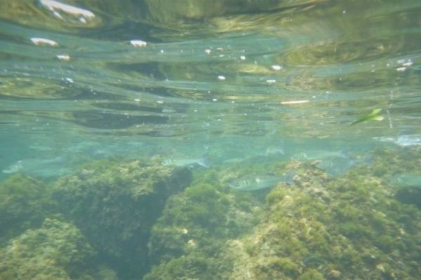 Les poissons ont leur langage, une révolution acoustique marine