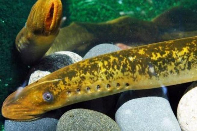 Lamproie marine menacée d'extinction en France : le silure ce coupable ...