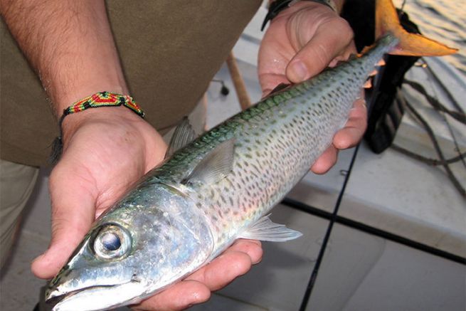 Le maquereau espagnol, un maquereau king size