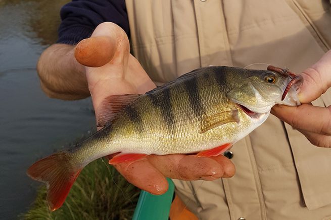 Pêche au ver manié pendant la fermeture du carnassier