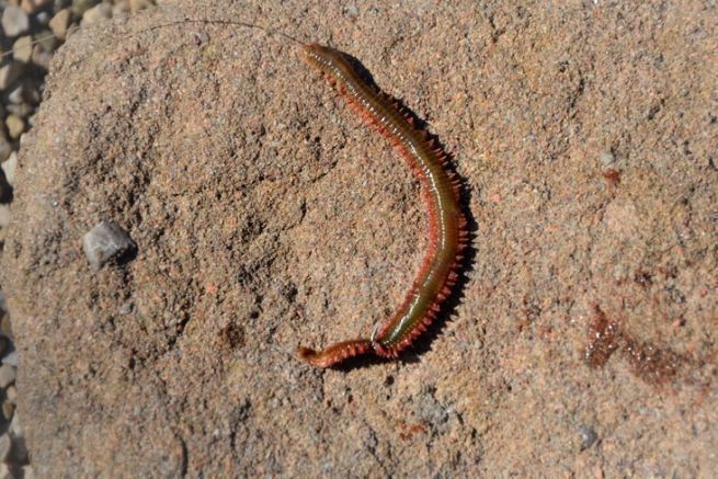 Comment bien escher un ver sur un hameçon pour pêcher en mer