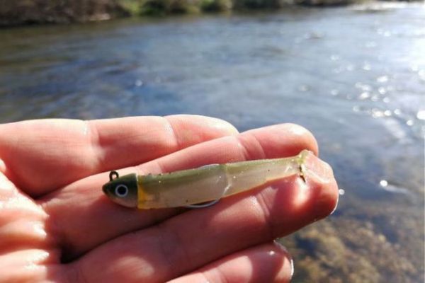 Pêcher la truite au leurre en début de saison Pêcher la truite au leurre en début de saison
