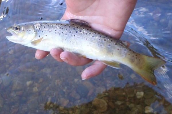 Pêche de la truite au vers ou à la teigne, choisir le bon appât pour l ...
