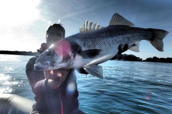 Pêche du bar : comment se concentrer sur les plus gros spécimens