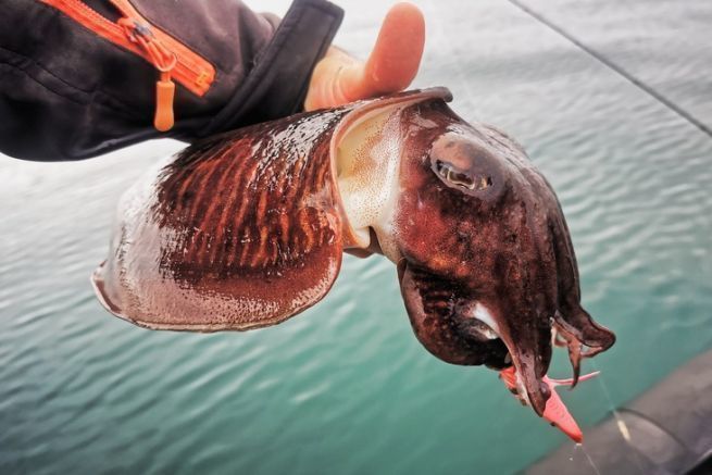 Quelles zones pêcher pour trouver des seiches en bateau