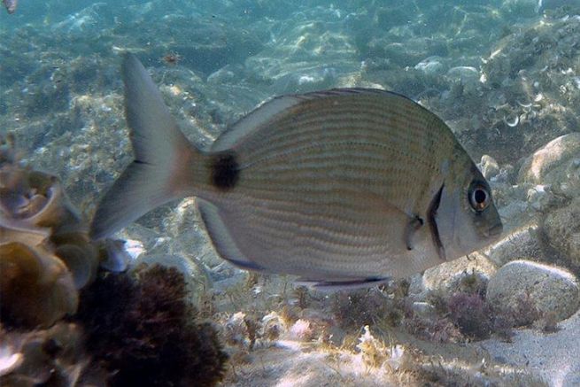 Les sars, petits sparidés énergiques